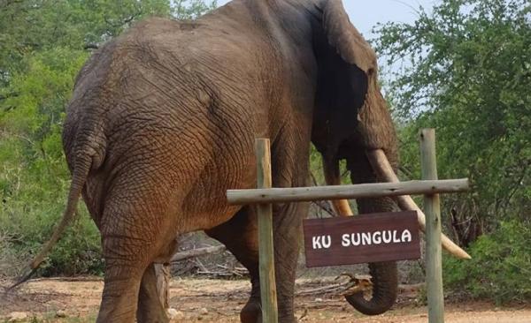 Ku Sungula Safari Lodge - Hoedspruit